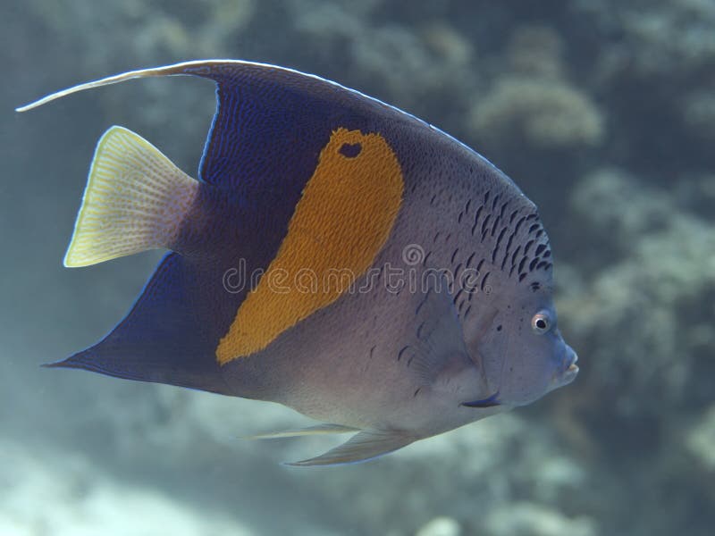 Pesce Angelo a Barra Gialla Fotografia Stock - Immagine di acqua ...