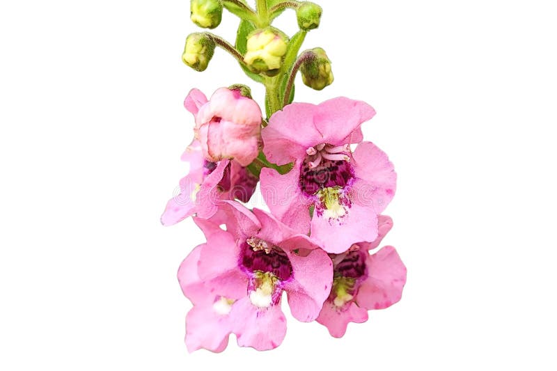 Angelonia Flower Isolated on White Background Stock Illustration ...
