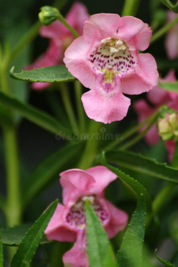 Angelonia flowers stock photo. Image of macro, flowers - 157705104