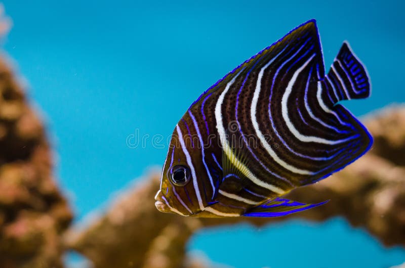 Vista Lateral De Un Angelote Del Emperador Foto de archivo - Imagen de ...
