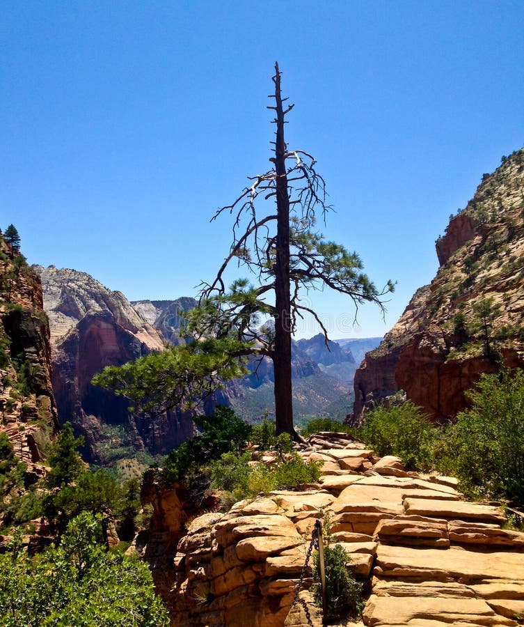 Angels Landing at Zion National Park, Utah Stock Image - Image of ...