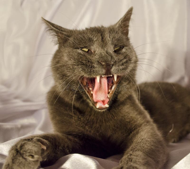 Anger stock photo. Image of purebred, kitten, mammals - 33685876
