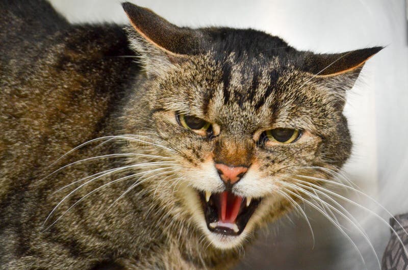 Angery-Katze stockfoto. Bild von miauen, fluglage, lippen - 95115990