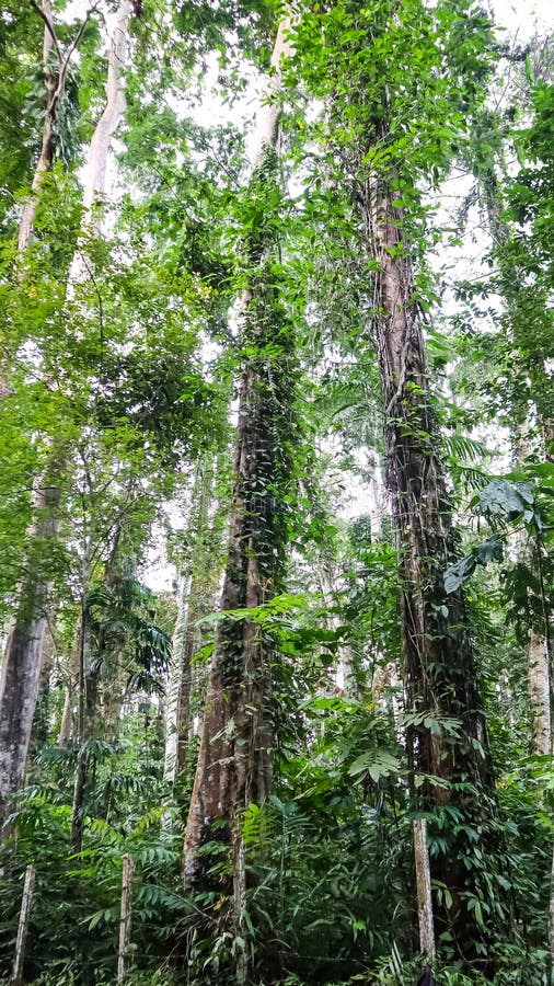 Anggori Protected Forest in Manokwari, West Papua. Stock Image - Image ...