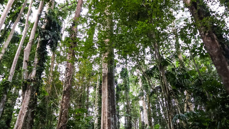 Anggori Protected Forest in Manokwari, West Papua. Stock Photo - Image ...