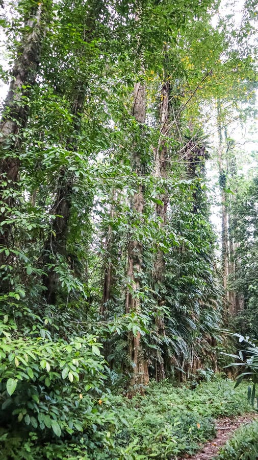 Anggori Protected Forest in Manokwari, West Papua. Stock Image - Image ...