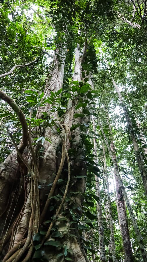 Anggori Protected Forest in Manokwari, West Papua. Stock Photo - Image ...