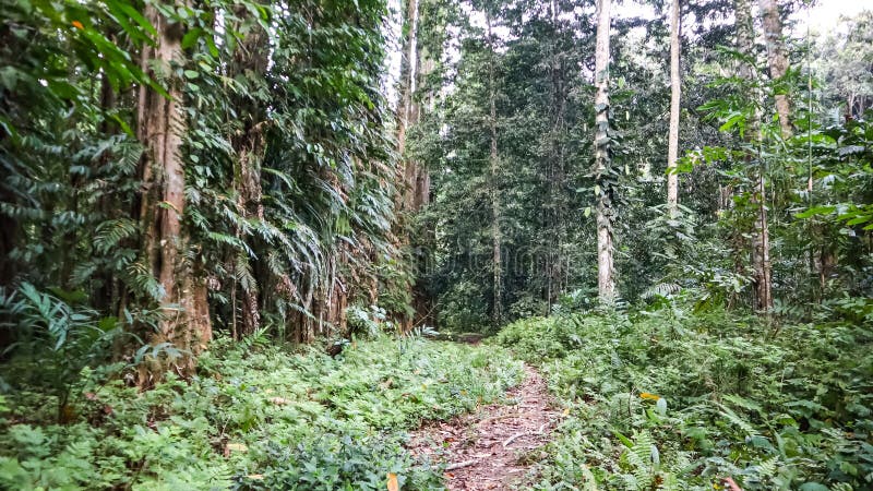Anggori Protected Forest in Manokwari, West Papua. Stock Image - Image ...