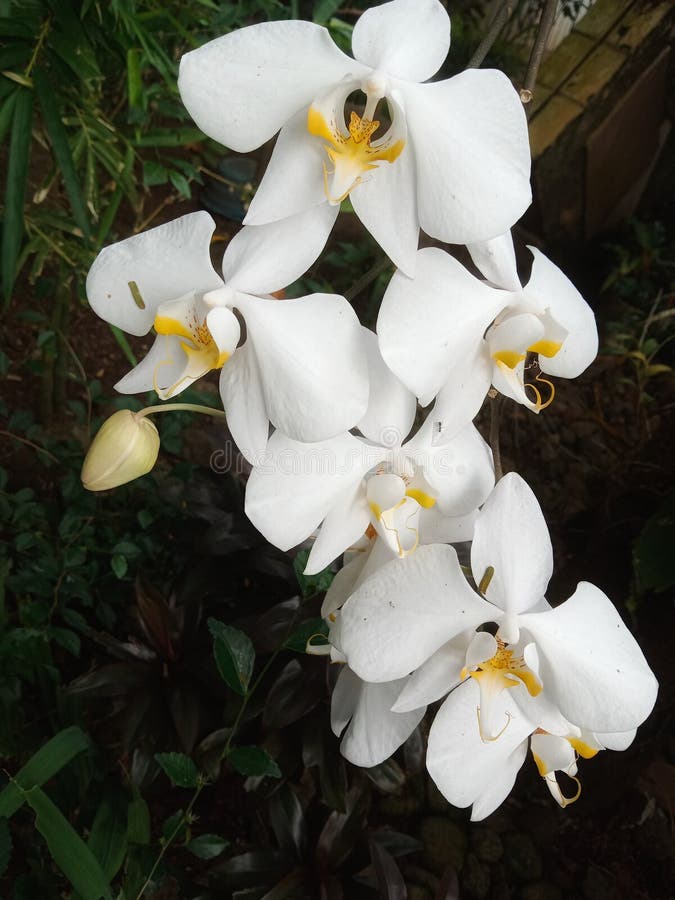 Anggrek bulan flower stock photo. Image of orchid, flower - 255150656