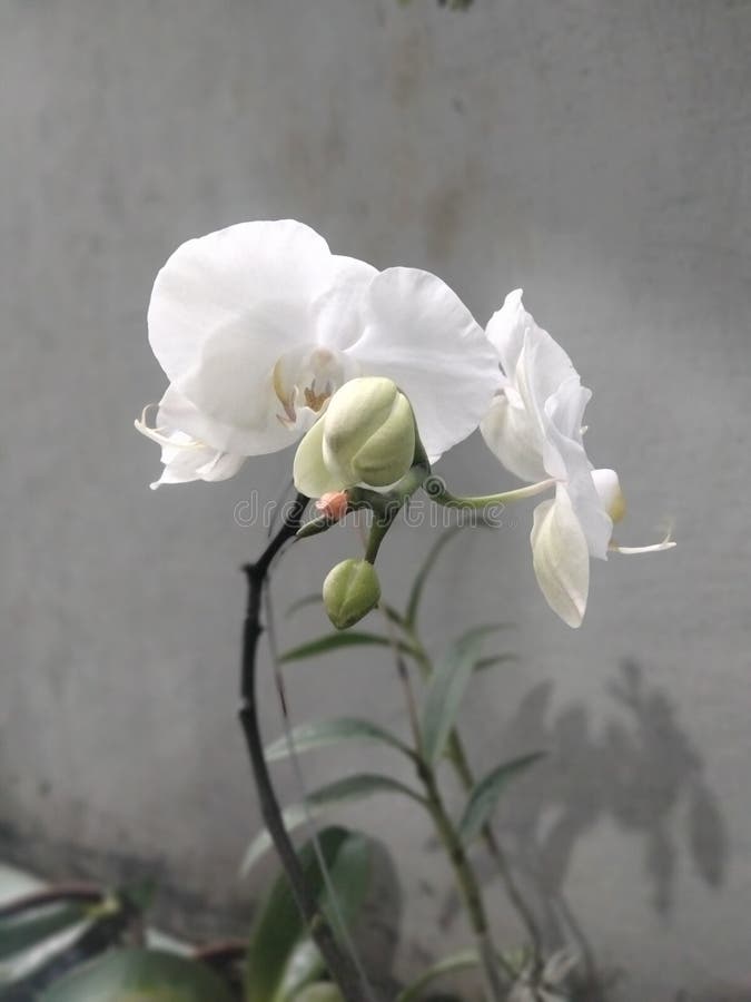 Anggrek Flowers Indonesia Icon Stock Photo - Image of icon, anggrek ...