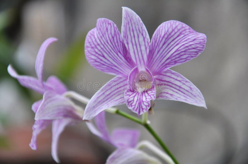 This is Anggrek from Indonesia Stock Image - Image of garden, indonesia ...