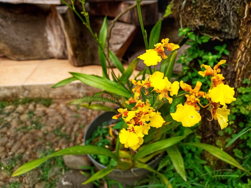 Angg Stock Photos - Free & Royalty-Free Stock Photos from Dreamstime