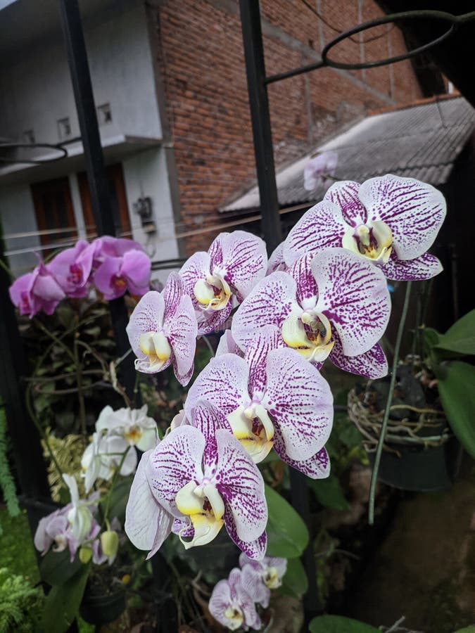 Anggrek from Semarang Indonesia Stock Photo - Image of semarang, flower ...
