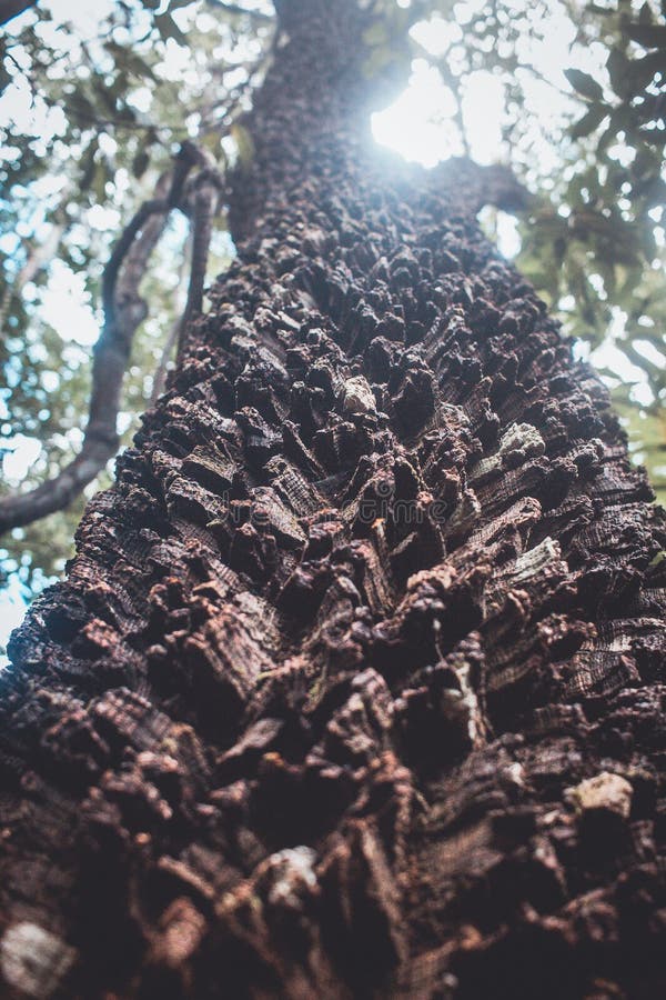 Angico Tree Cerrado Texture Brazil Stock Photo - Image of cerrado, bark ...