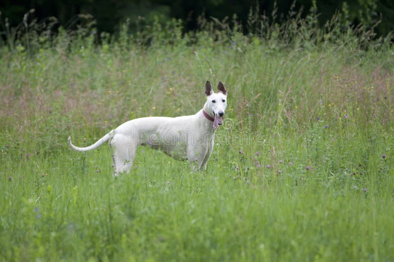 Angielski charci portret zdjęcie stock. Obraz złożonej z ruch - 24999342