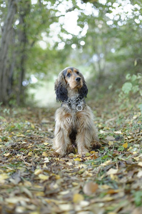 Angielski Cocker Spaniel Pies Obraz Stock - Obraz złożonej z kieł ...