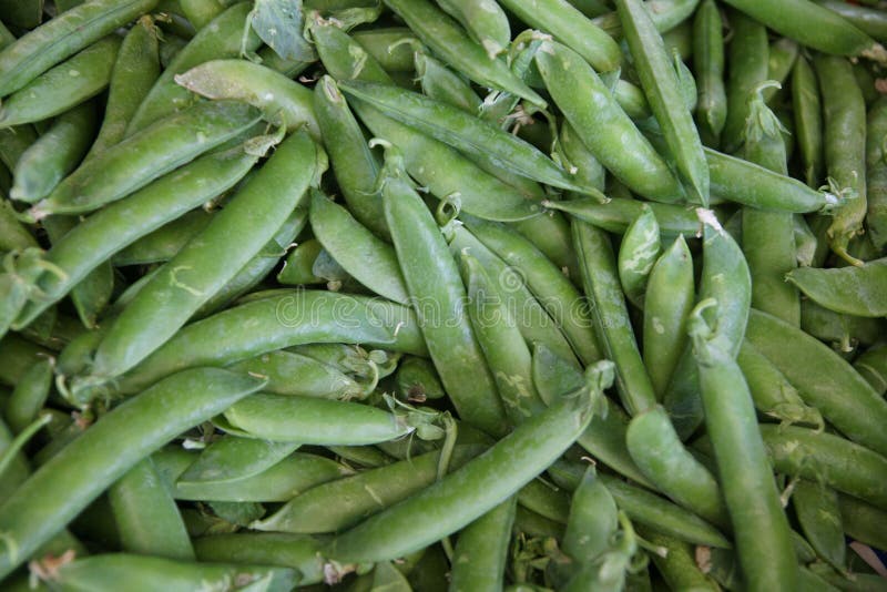 Śnieżny Groch, Zielonego Grochu Pisum Sativum, Pisum Saccaratum Zdjęcie ...