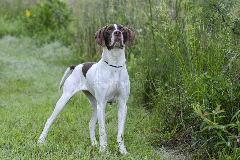 Angielski Pointeru Bielu Pies W Czerni Kropkuje Figlarnie Lying on the ...