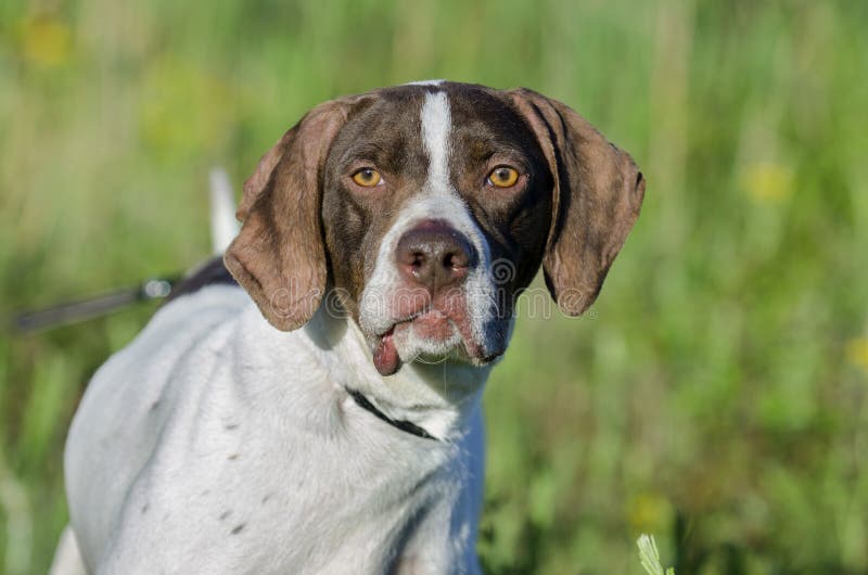 Pointeru Angielski Szczeniak Obraz Stock - Obraz złożonej z ...