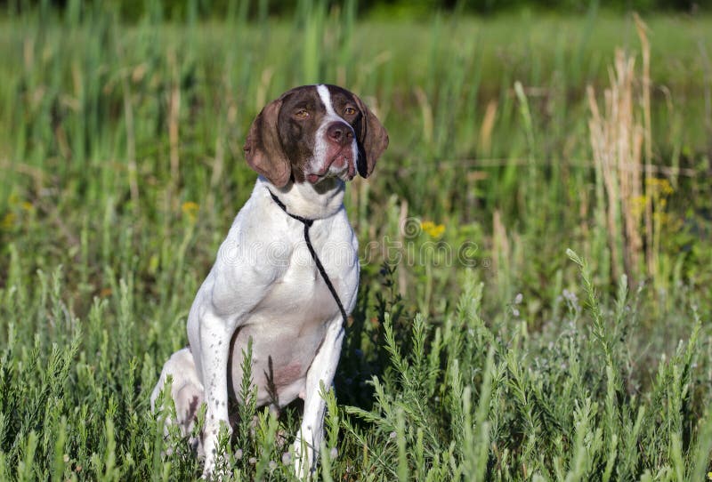 Pointeru Angielski Szczeniak Obraz Stock - Obraz złożonej z ...