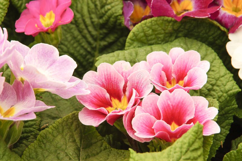 Angiosperme immagine stock. Immagine di densità, fiori - 37365169