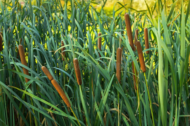 Giunco O Reedmace & X28; Latifolia& X29 Della Tifa; Fotografia Stock ...
