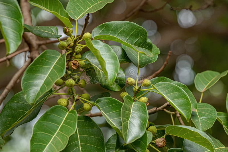 Angiosperme fig tree image stock. Image du lame, légume - 258937245