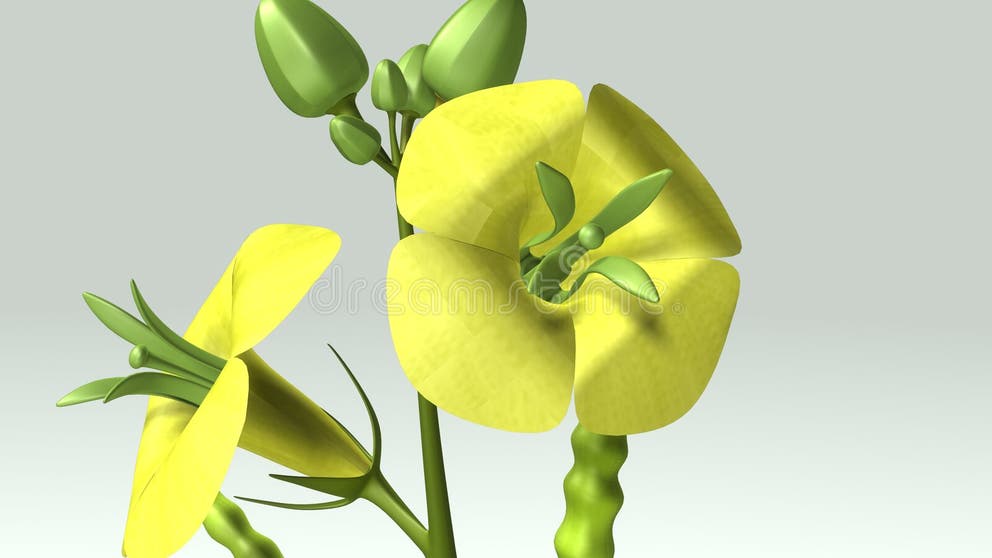 Angiospermic stock illustration. Illustration of meadowfoam - 84227209