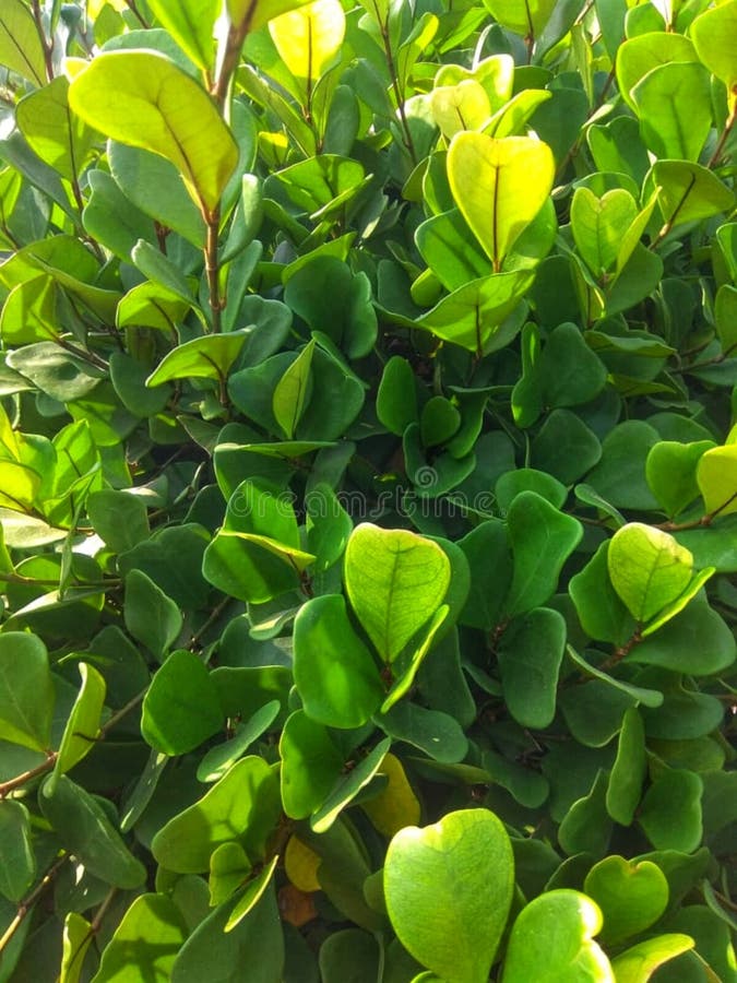 Angiosperms Plants Exposed To Sunlight in the Morning Stock Photo ...