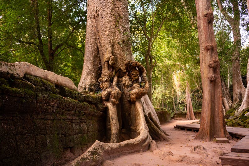 Angkor Ancient Temple Ruins with Giant Trees in Cambodia Stock Image ...