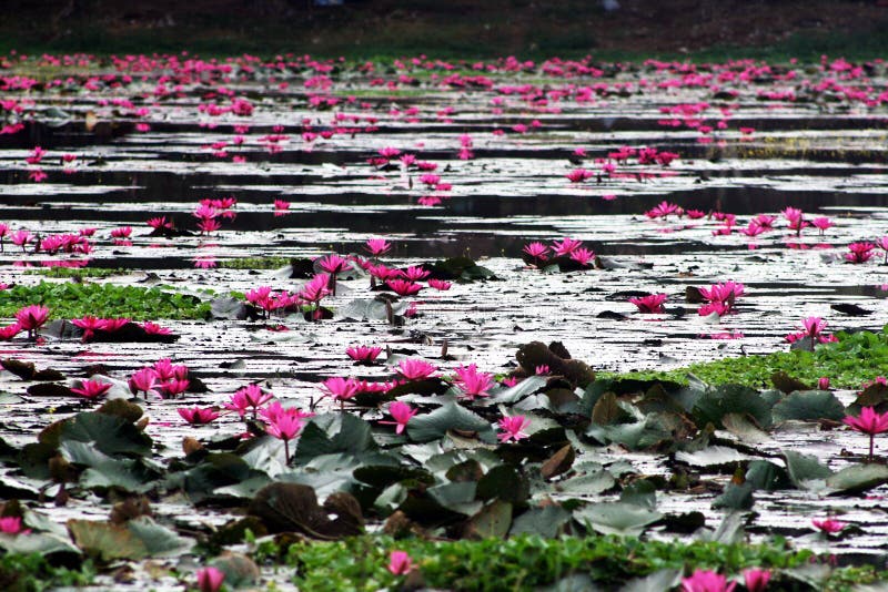 Angkor lotus stock image. Image of indochina, garden - 57210713