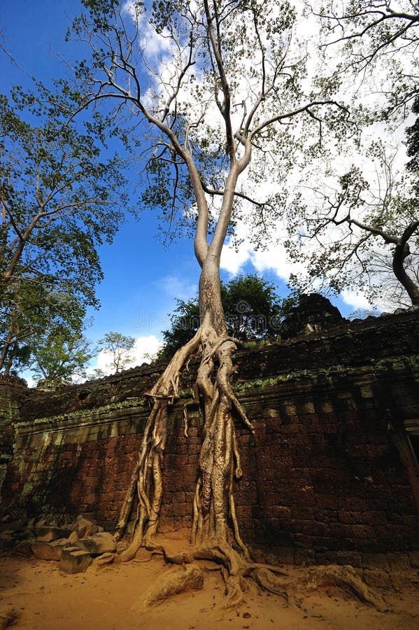 Angkor Ta Prohm stock image. Image of travle, takeo, carve - 8014873