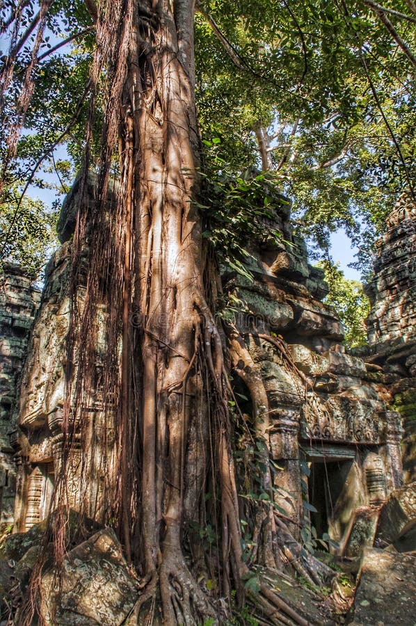 Angkor Temple Ta Prohm with a Tree on it Stock Photo - Image of tree ...
