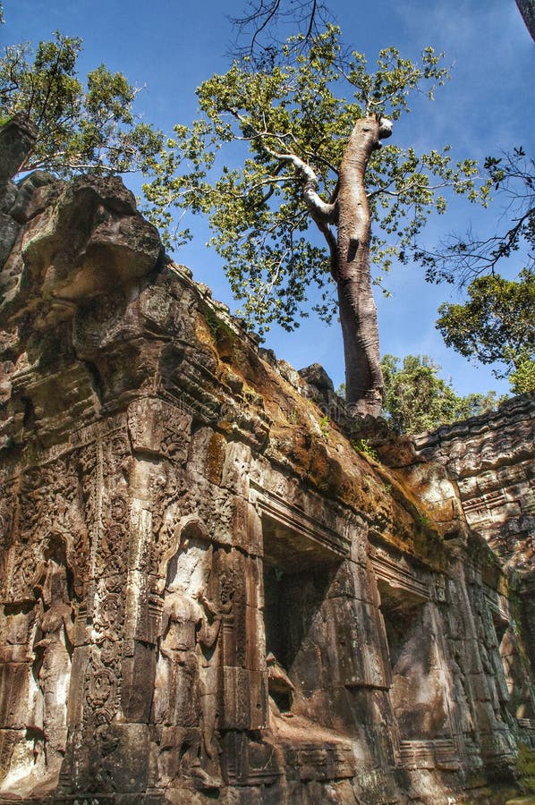 Angkor Temple with Tree on the Top Stock Image - Image of cambodia ...