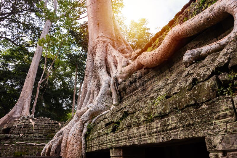 Angkor Thom, Ancient Temple Ruins in Cambodia Jungle with Tree Roots ...