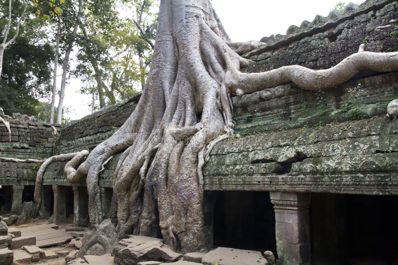 Angkor Thom tree root stock image. Image of poriferous - 23185693