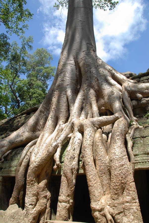 Angkor tree, Cambodia stock image. Image of religious - 10526393