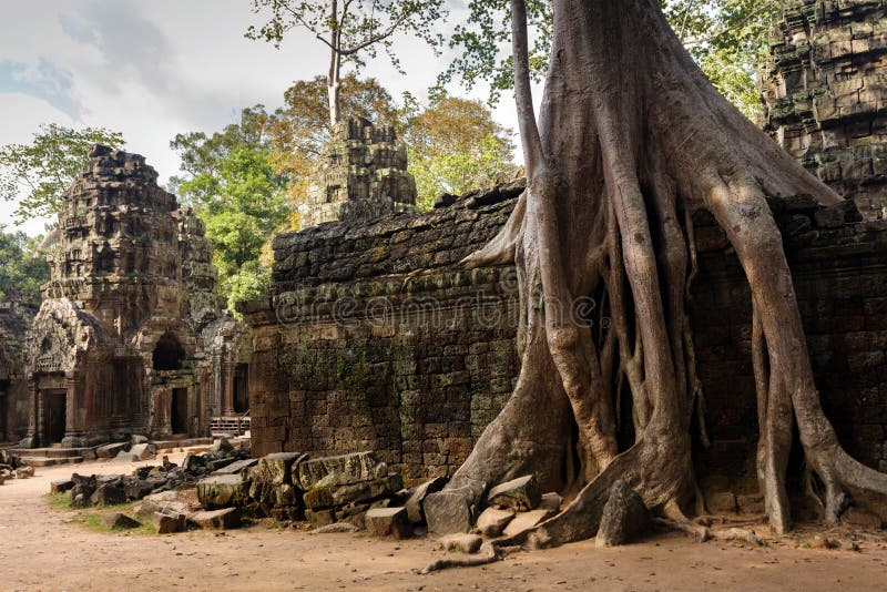 Angkor Wat Tree,Cambodia stock photo. Image of cambodia - 10587422