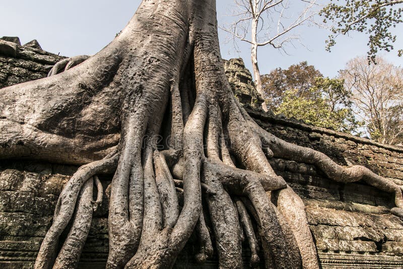 Angkor Wat Tree,Cambodia stock photo. Image of cambodia - 10587422