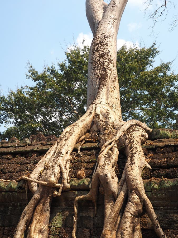 Angkor vat Cambodia stock photo. Image of reap, ancient - 85038238
