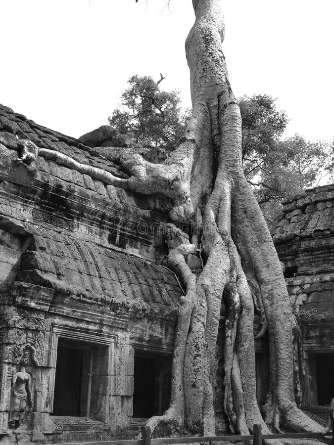 484 Angkor Vat Angkor Cambodia Stock Photos - Free & Royalty-Free Stock ...