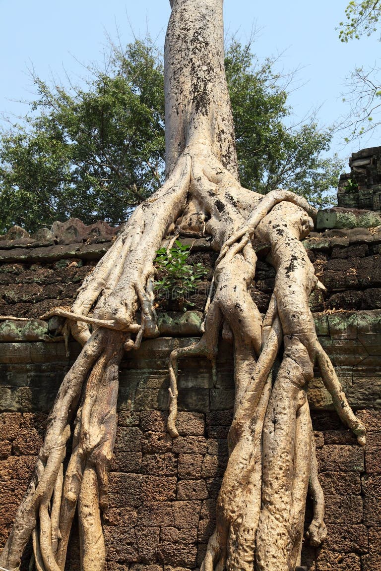 843 Banyan Tree Roots Angkor Wat Stock Photos - Free & Royalty-Free ...