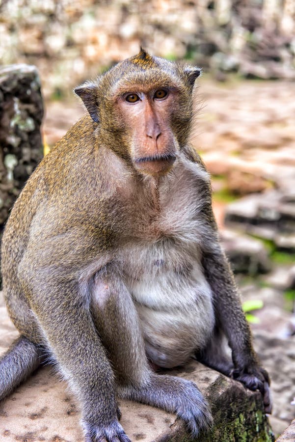 Angkor Wat monkey stock photo. Image of hair, brown, groom - 96632590