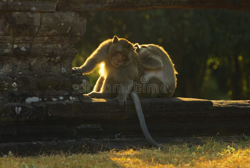 Angkor Wat Monkeys stock image. Image of carving, animal - 25081649