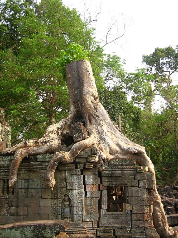 Angkor Wat Tree stock photo. Image of ancient, asia, angkor - 4688638