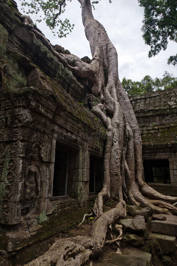 Angkor Wat tree stock photo. Image of building, lotus - 35187298