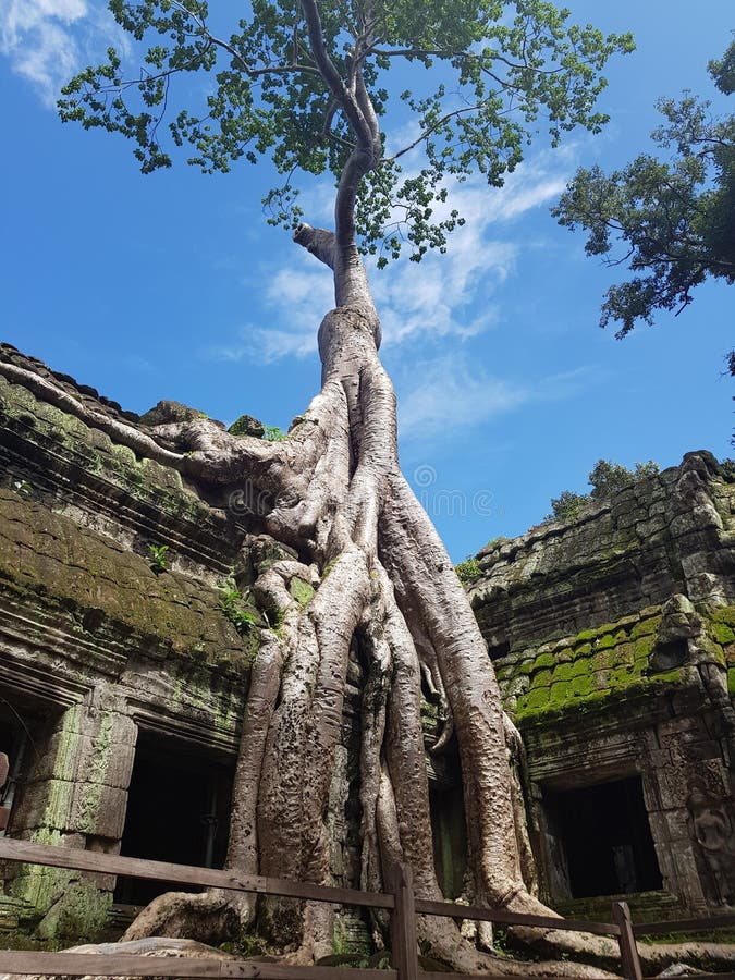 Angkor Wat tree roots 1 stock image. Image of roots - 222885821