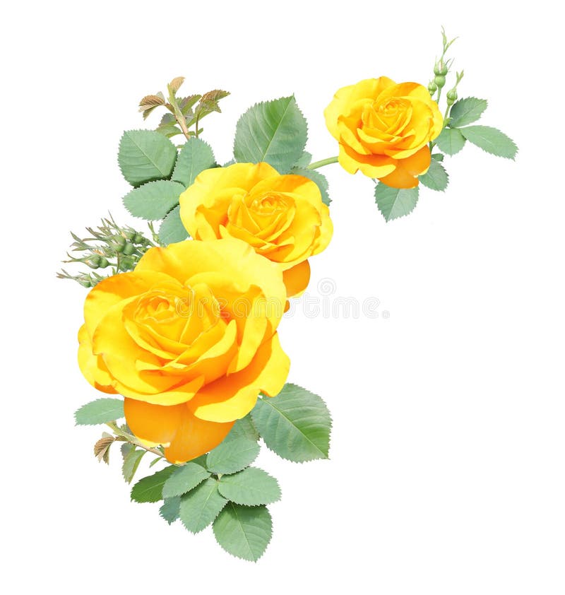 Angle Border with Branch of Rose with Yellow Flowers Stock Photo ...