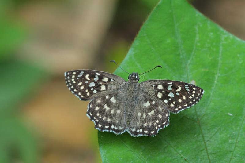 Butterfly angle sandfly stock image. Image of butterfly - 5601425