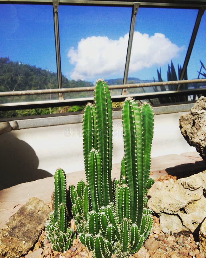 Angle condo cactus tron stock photo. Image of tron, beautiful - 155238122